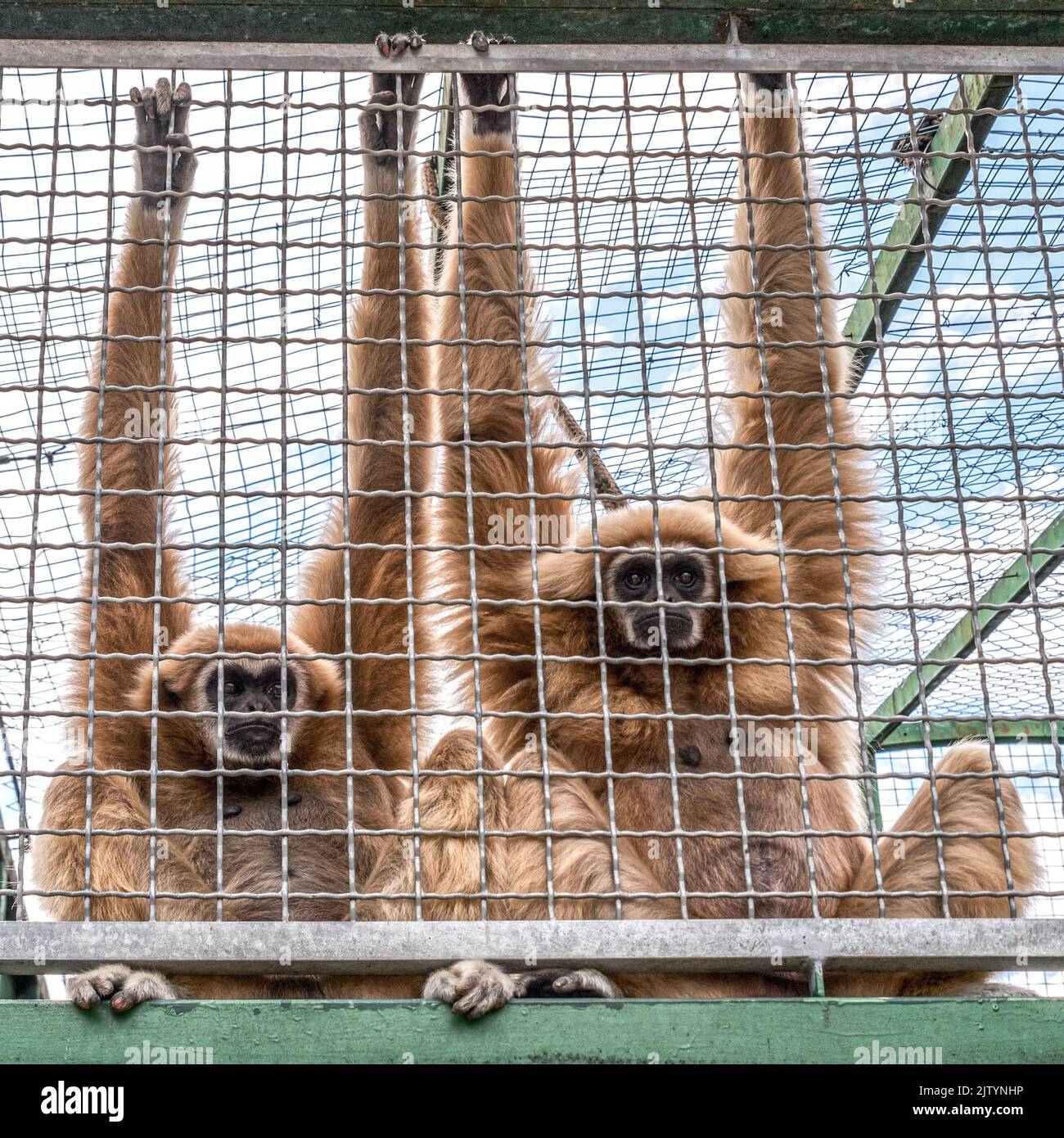 Two monkeys looking sadly from behind a cage. Animal rights concept ...