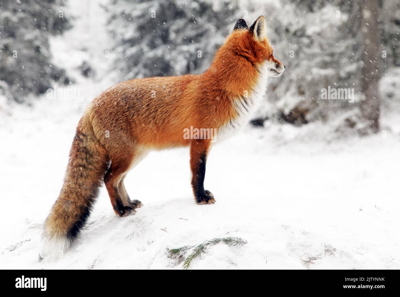 Red fox posing in snow hi-res stock photography and images - Alamy