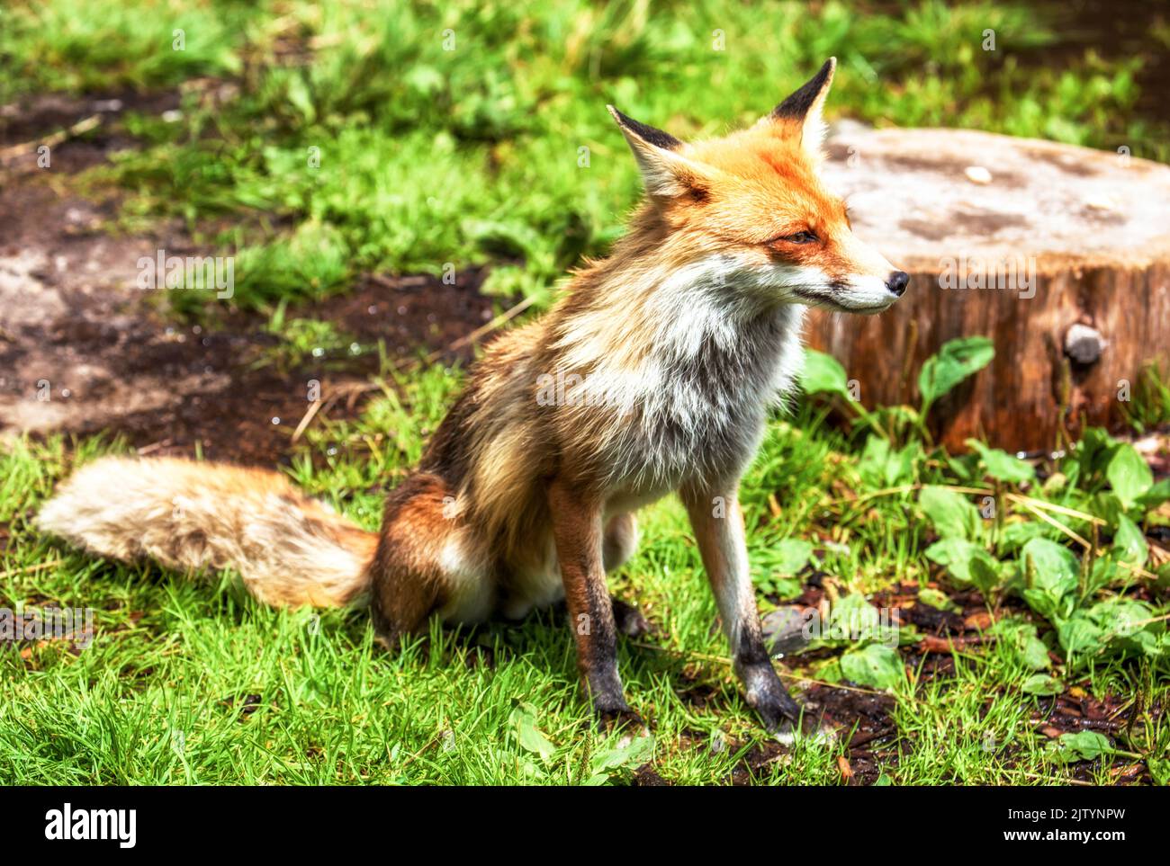 Red Fox (vulpes vulpes) sitting in green grass in forest Stock Photo - Alamy