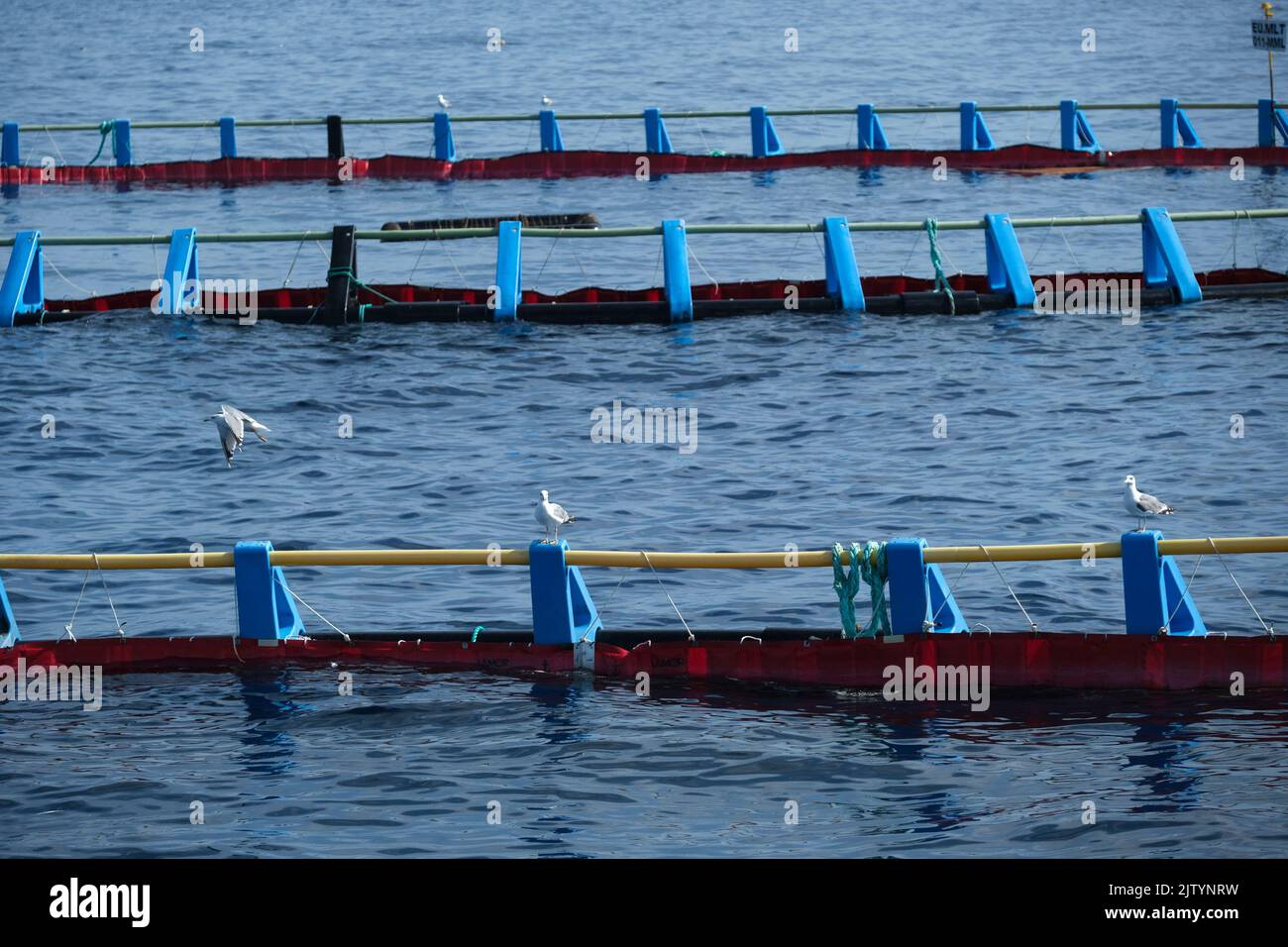 Xemxija. 1st Sep, 2022. Photo taken on Sept. 1, 2022 shows a bluefin ...