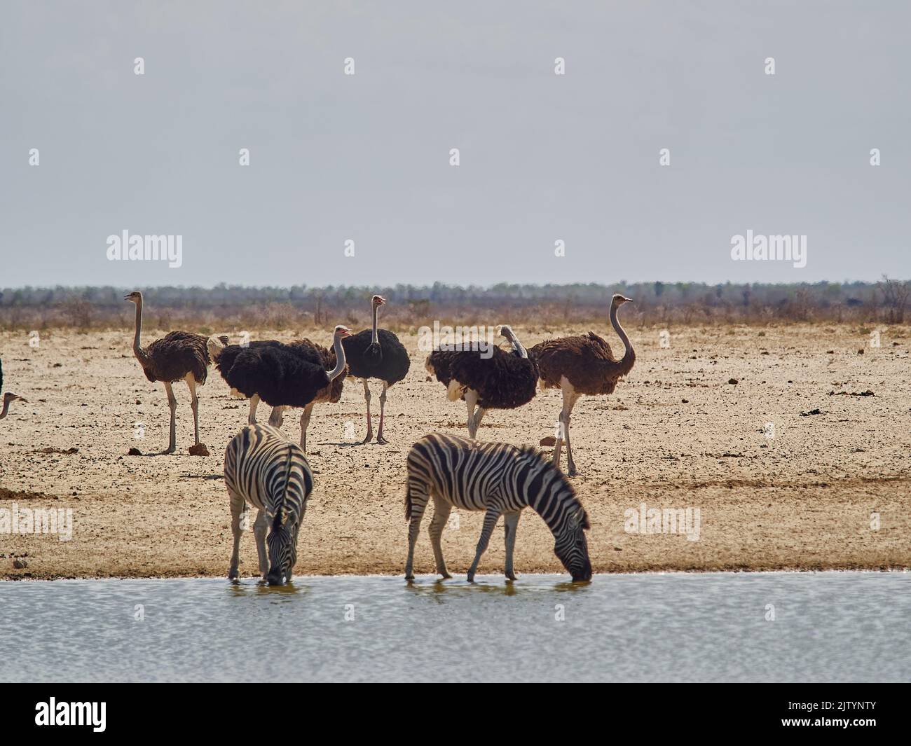 Group of Ostriches and Zebra drinking side by side at water hole in ...
