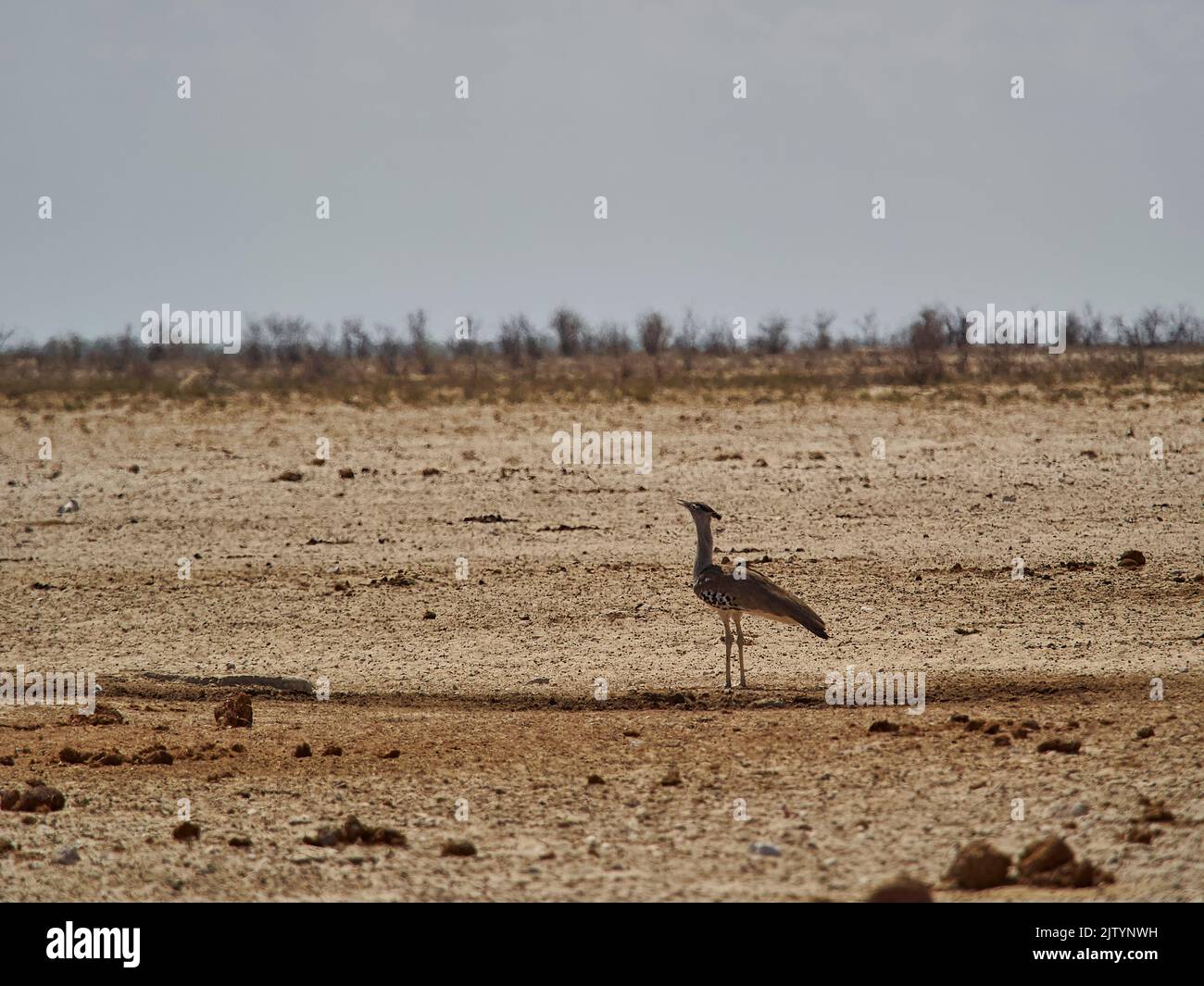 kori bustard, Ardeotis kori, the largest flying bird standing at a ...