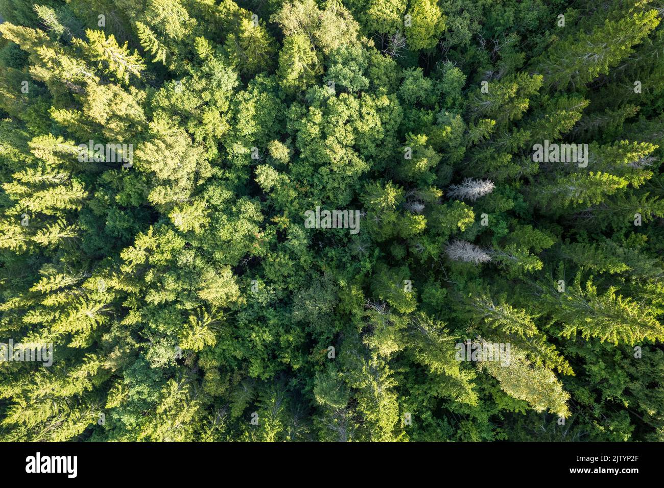 Aerial view of summer green trees in forest in a rural area. drone ...