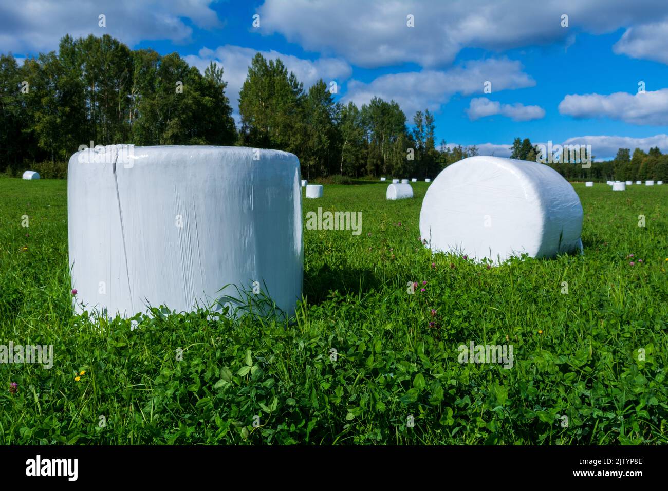 large round bales of hay wrapped in plastic for protection during ...