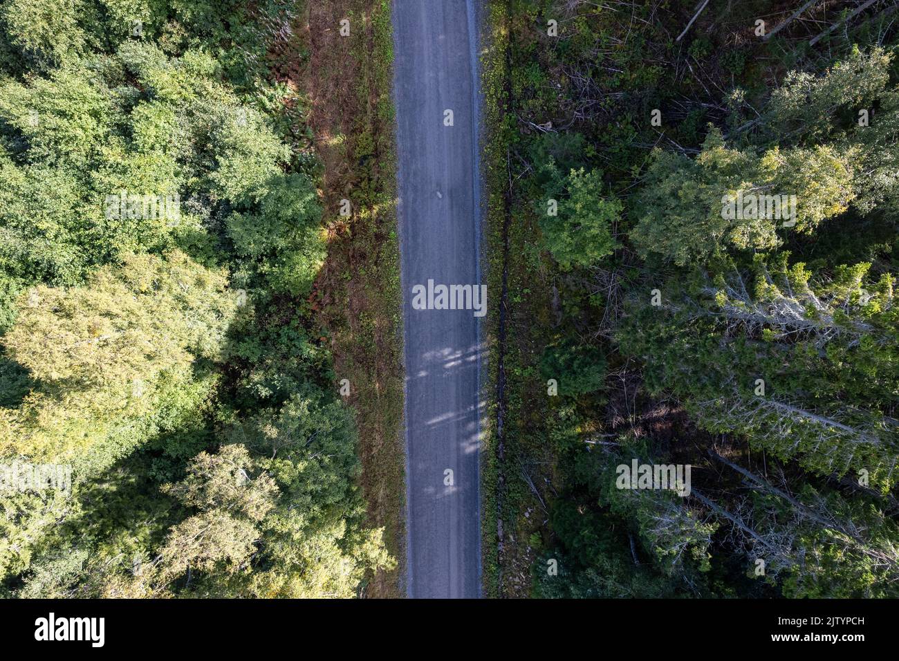 Birds eye view of an empty street in a forest Stock Photo - Alamy