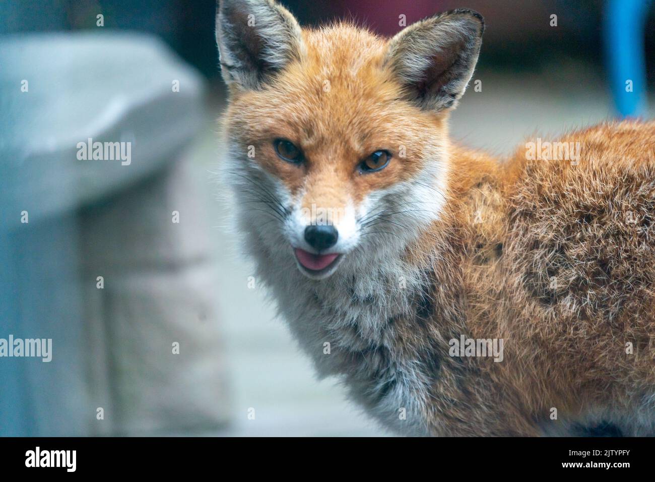 vixen summer healthy fox urban Stock Photo - Alamy