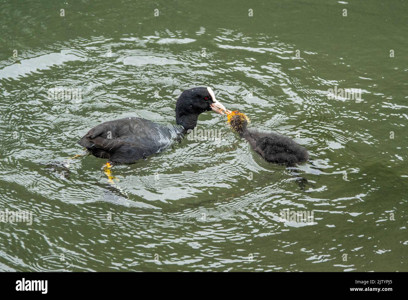 coot feeding her chick on the water Stock Photo - Alamy