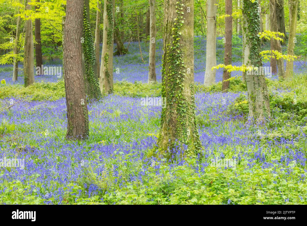 Bluebell woodland, Charmouth Forest, Dorset, England, UK Stock Photo ...