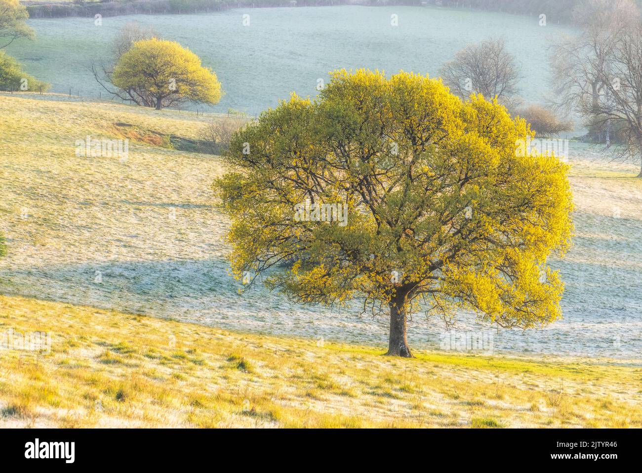 Oak trees (Quercus robur) on downland with belted galloway cattle ...