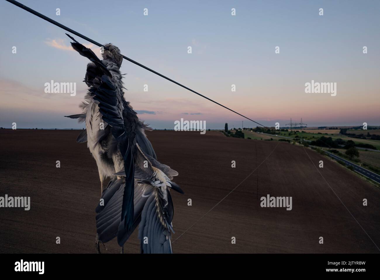 Closeup dead egret bird grey heron (Ardea cinerea) after collision with ...