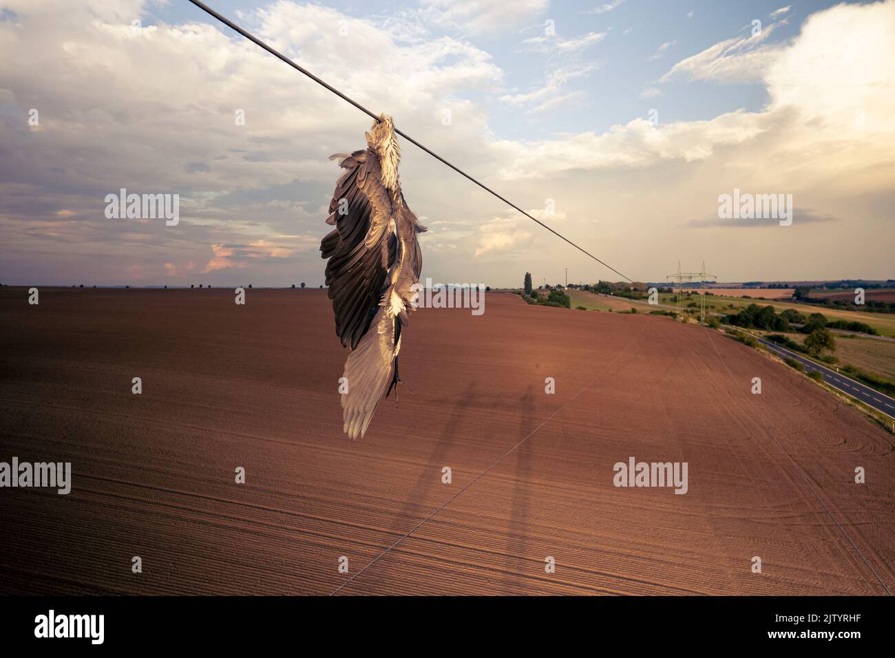 Closeup dead egret bird grey heron (Ardea cinerea) after collision with ...