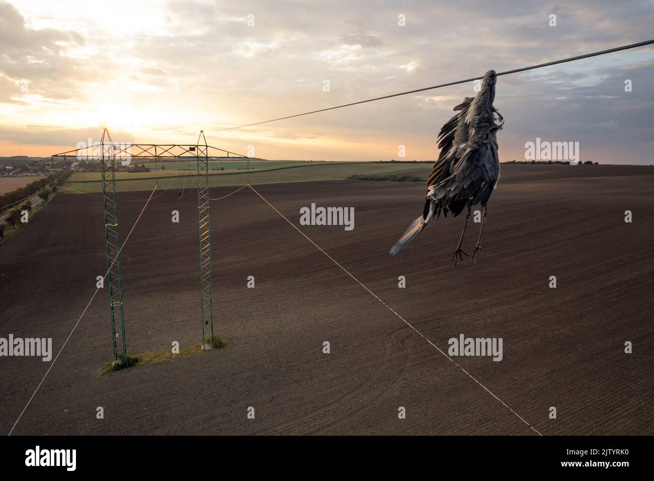 Closeup dead egret bird grey heron (Ardea cinerea) after collision with ...