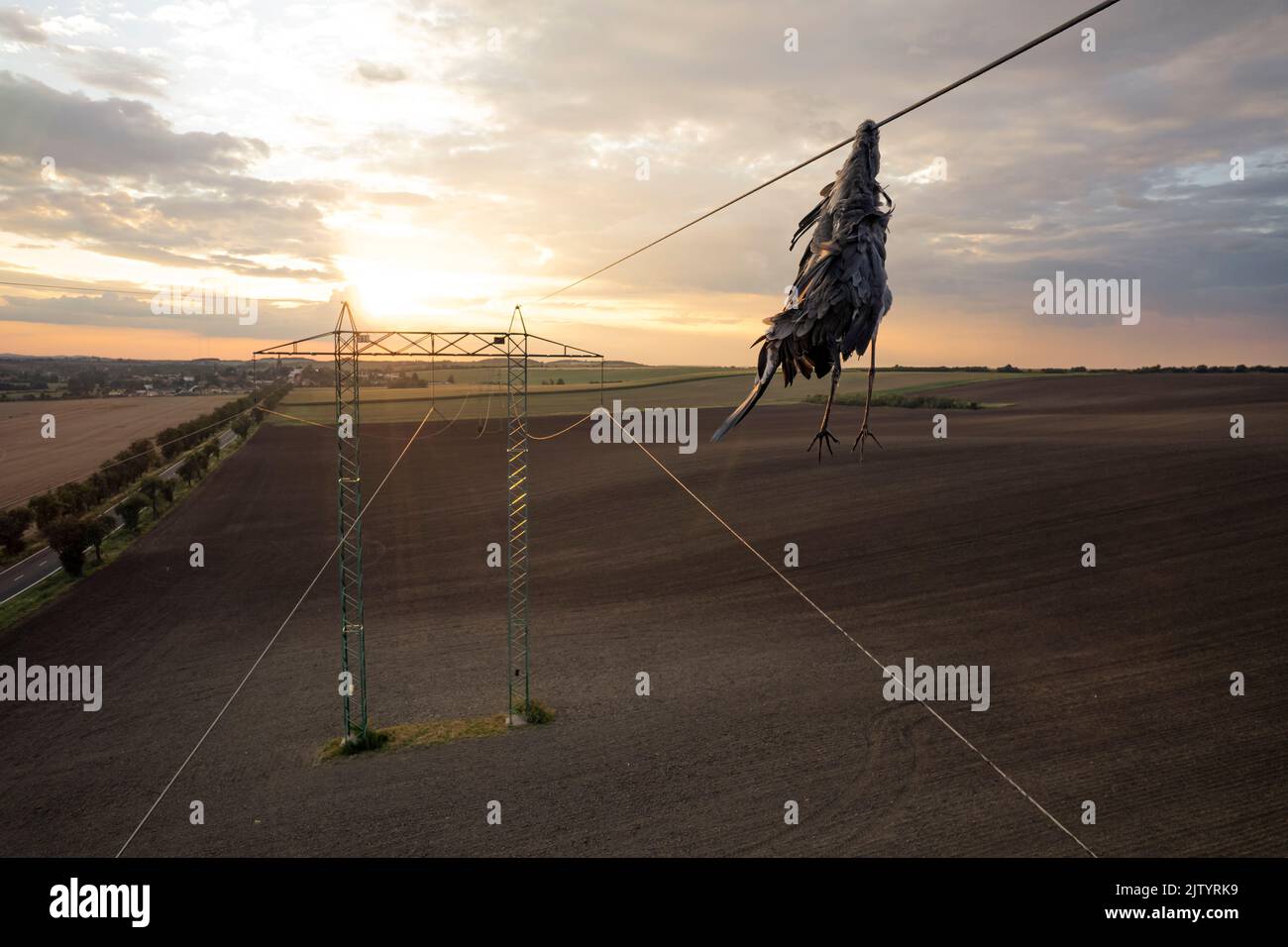 Closeup dead egret bird grey heron (Ardea cinerea) after collision with ...