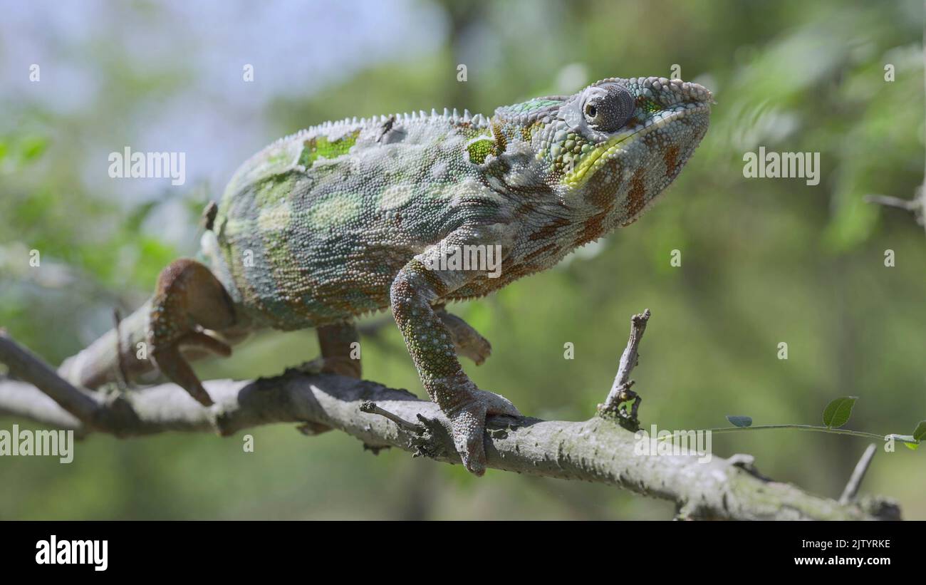 Closeup of Chameleon sits on a tree branch and looks around during ...