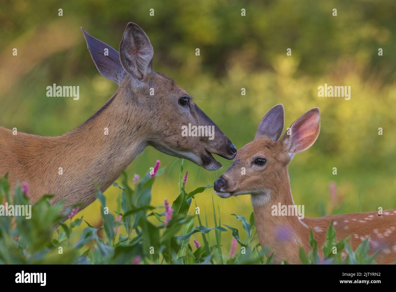 White-tailed doe and her fawn standing in a patch of pink smartweed ...