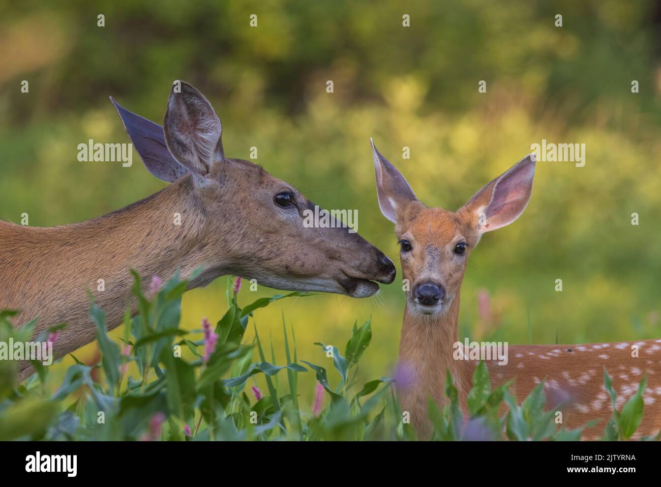 White-tailed doe and her fawn standing in a patch of pink smartweed ...