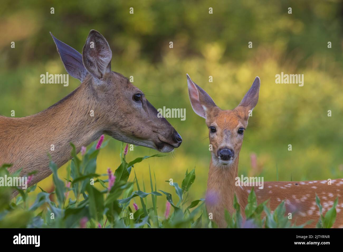 Standing in smartweed hi-res stock photography and images - Alamy