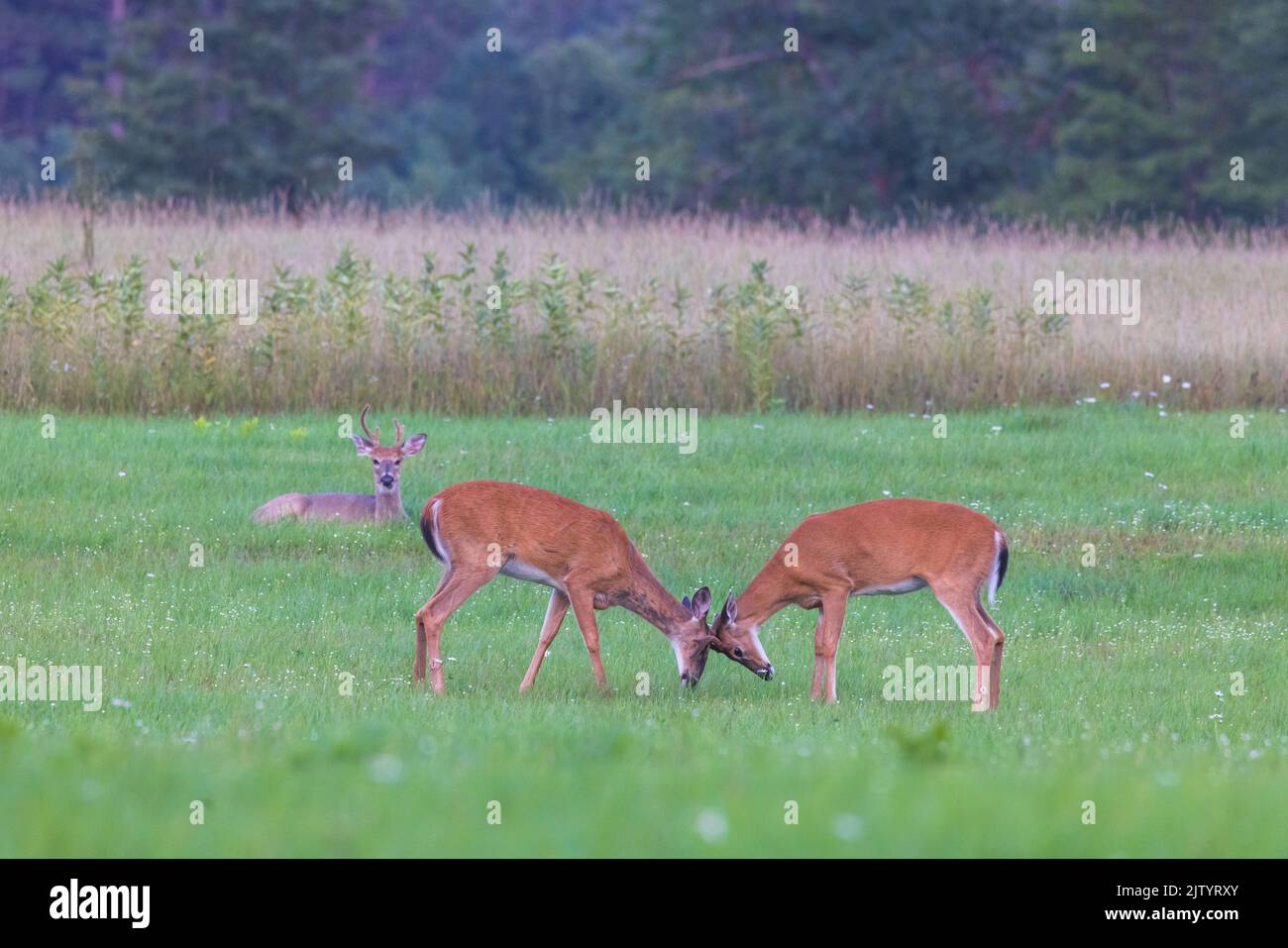 Velvet sparring hi-res stock photography and images - Alamy