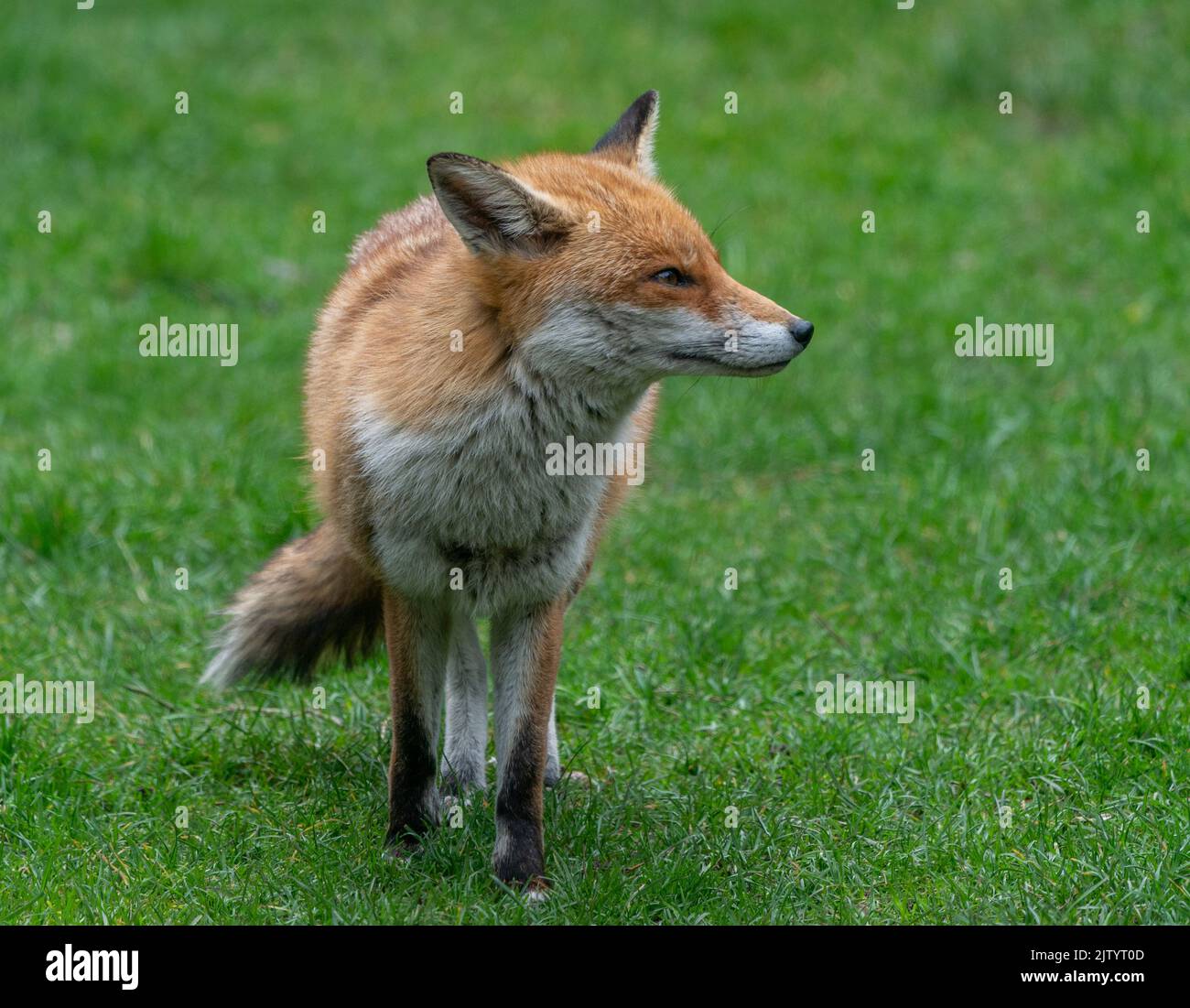 vixen summer healthy fox urban Stock Photo - Alamy