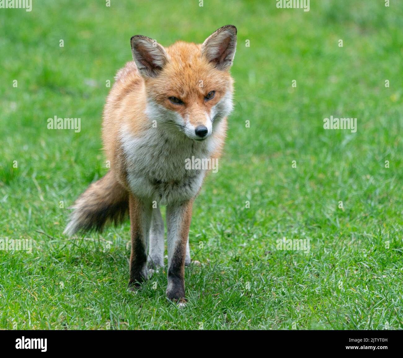 Healthy urban fox hi-res stock photography and images - Alamy
