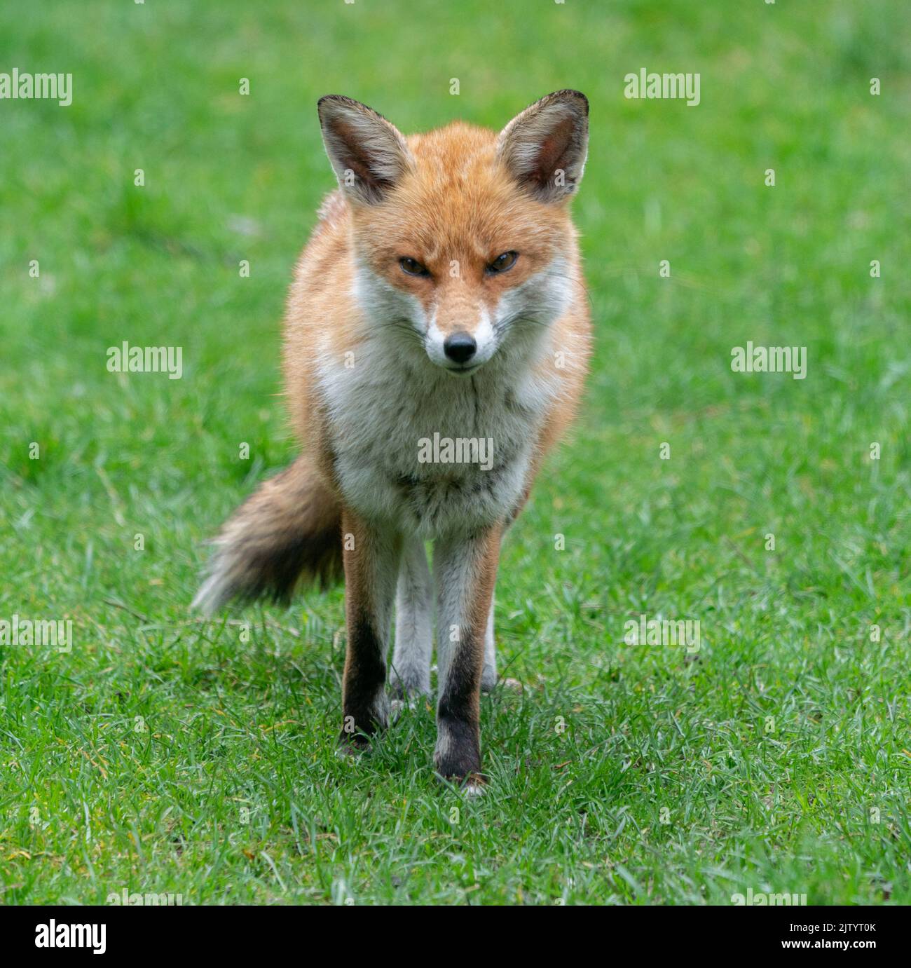 vixen summer healthy fox urban Stock Photo - Alamy