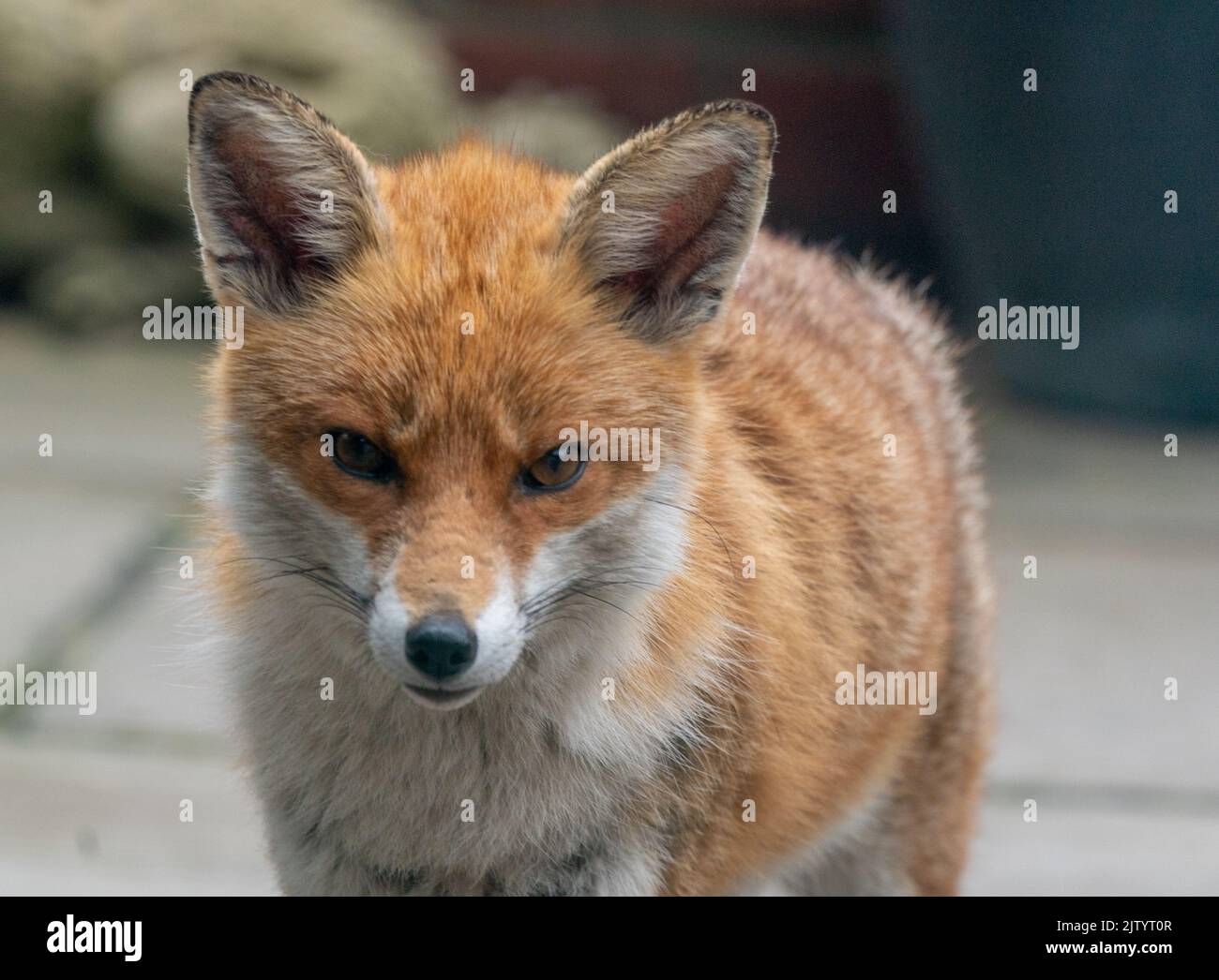 vixen summer healthy fox urban Stock Photo - Alamy