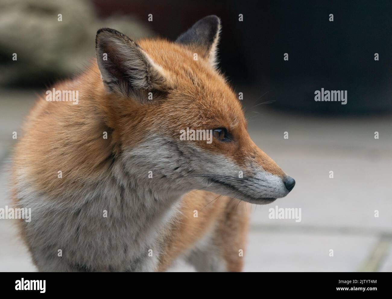 vixen summer healthy fox urban Stock Photo - Alamy