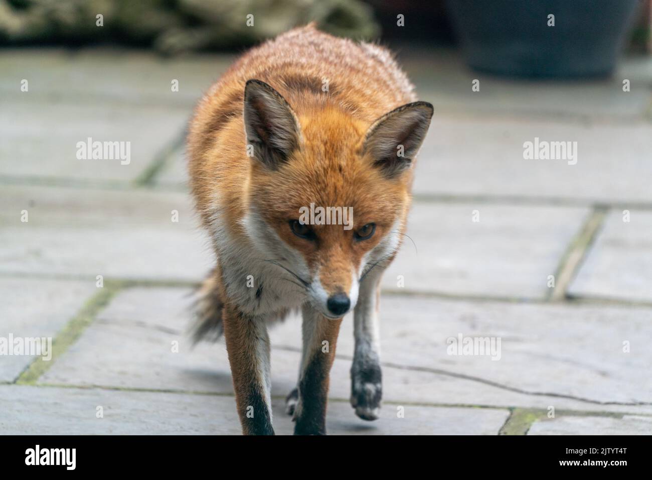 vixen summer healthy fox urban Stock Photo - Alamy