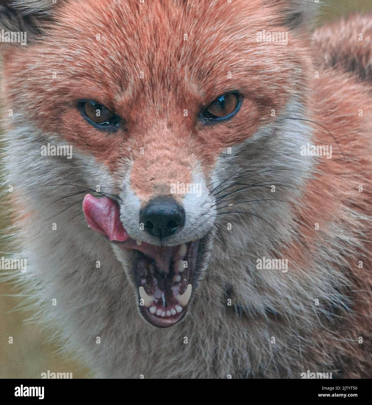 vixen summer healthy fox urban Stock Photo - Alamy