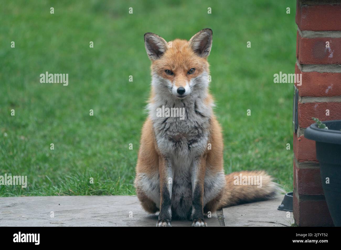 vixen summer healthy fox urban Stock Photo - Alamy