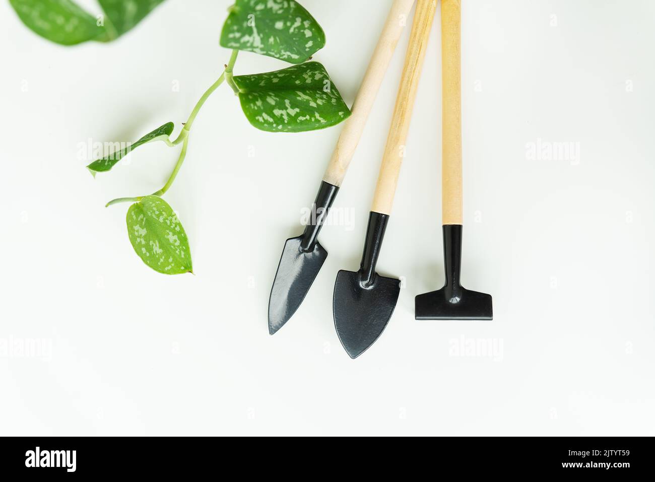 Home floriculture. Plant transplant. Pot, tub, plant transplant tools ...