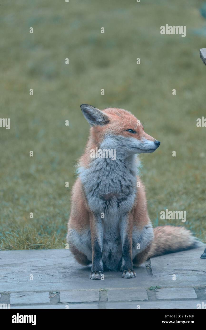 vixen summer healthy fox urban Stock Photo - Alamy