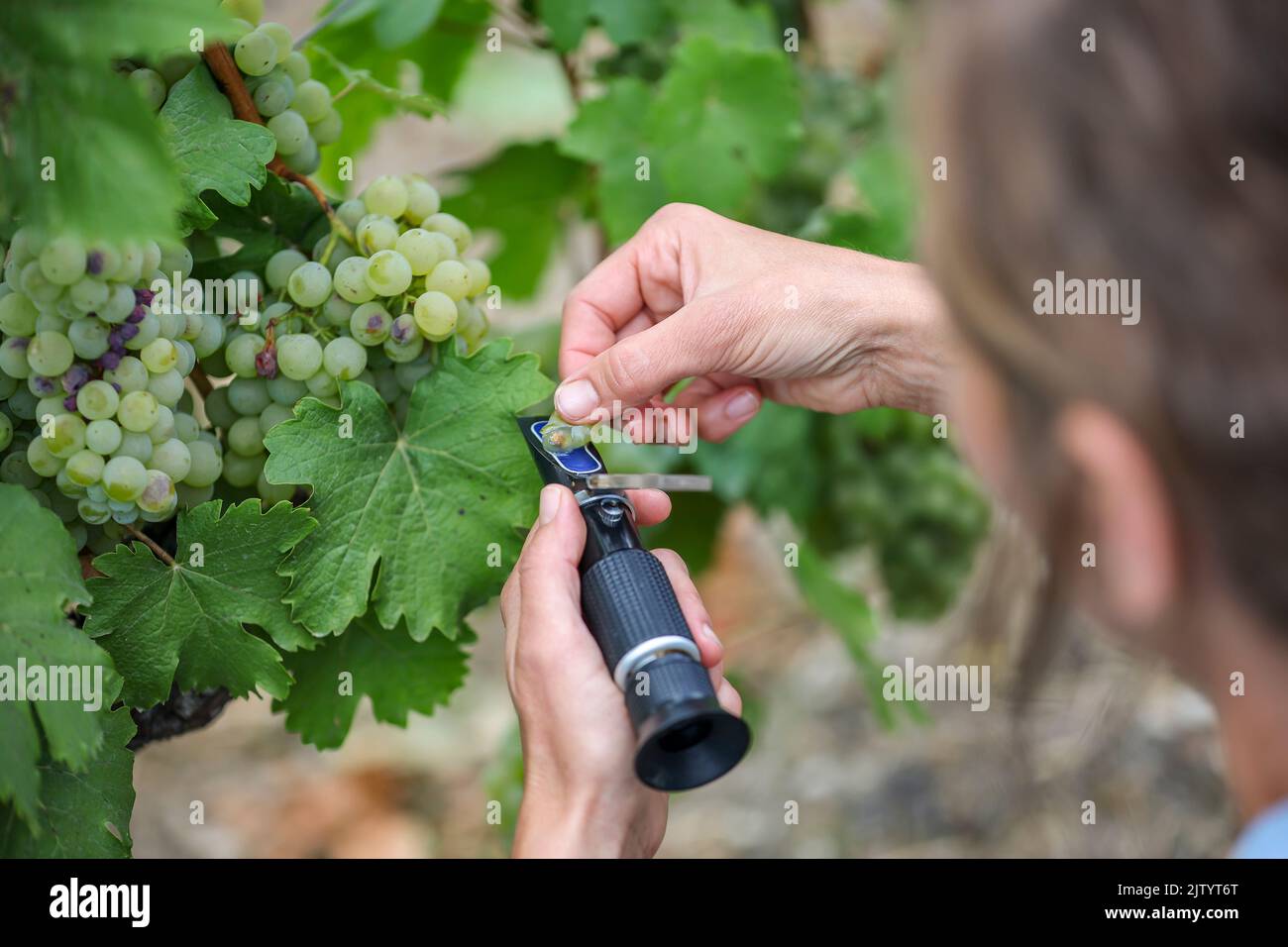 02 September 2022, Saxony-Anhalt, Freyburg: Head vineyard guard ...