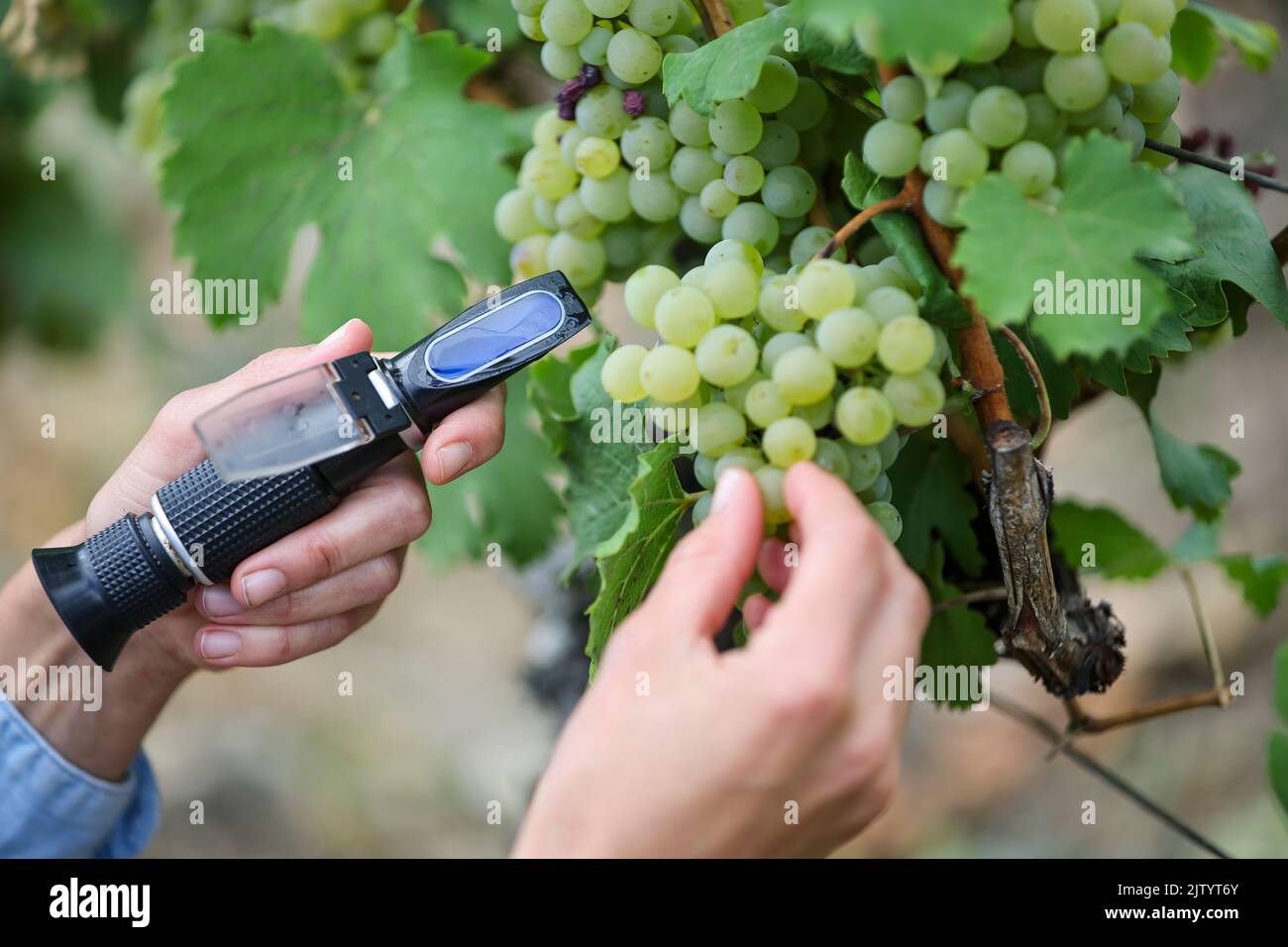 02 September 2022, Saxony-Anhalt, Freyburg: Head vineyard guard ...
