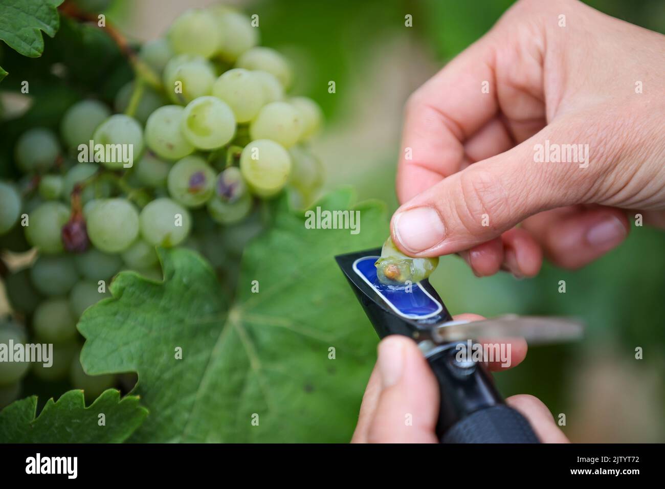 02 September 2022, Saxony-Anhalt, Freyburg: Head vineyard guard ...