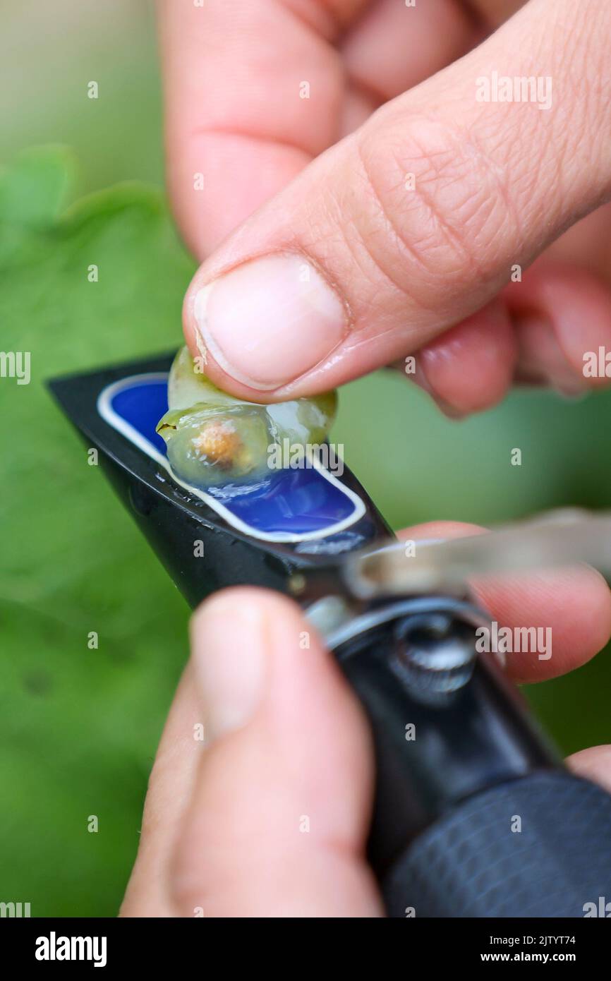 02 September 2022, Saxony-Anhalt, Freyburg: Head vineyard guard ...