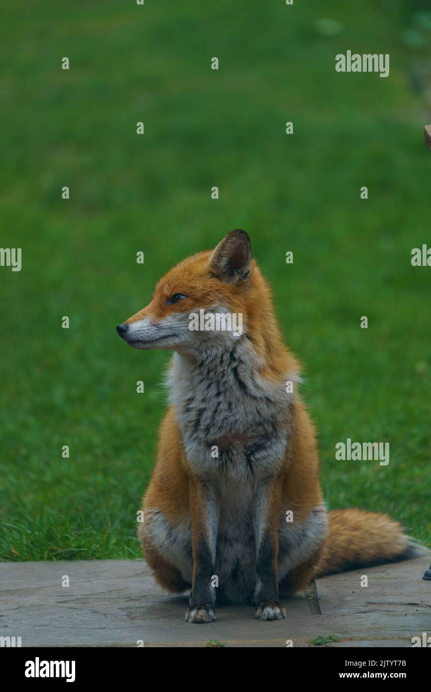 vixen summer healthy fox urban Stock Photo - Alamy