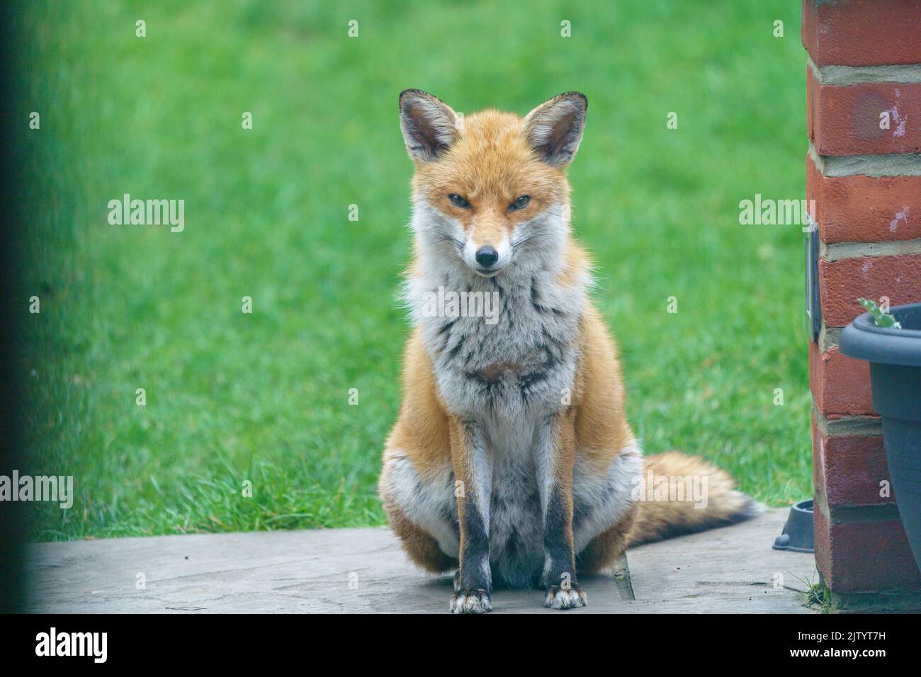 vixen summer healthy fox urban Stock Photo - Alamy