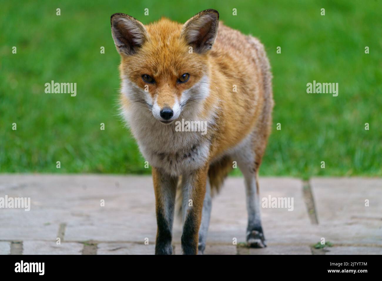 vixen summer healthy fox urban Stock Photo - Alamy