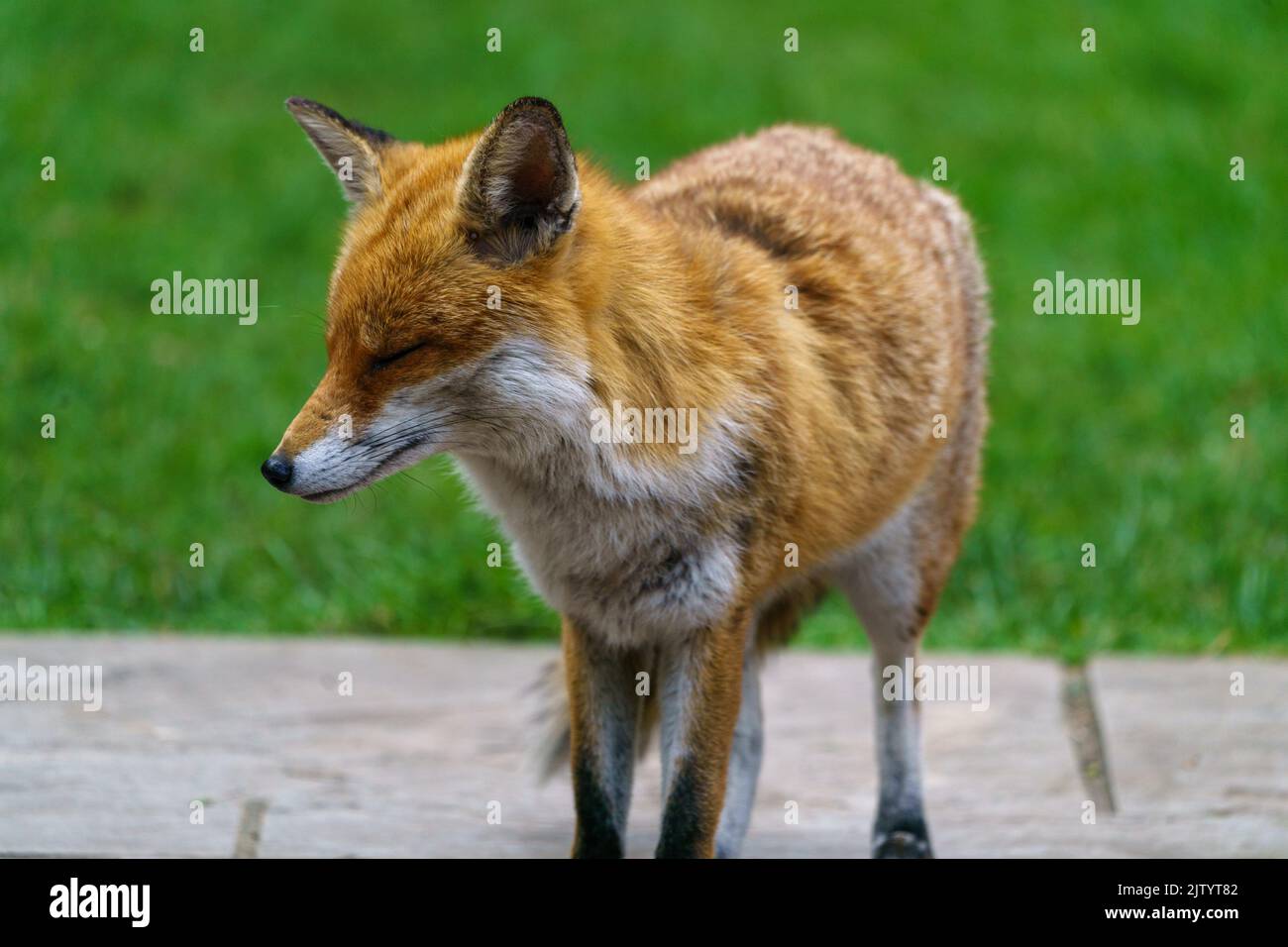 vixen summer healthy fox urban Stock Photo - Alamy