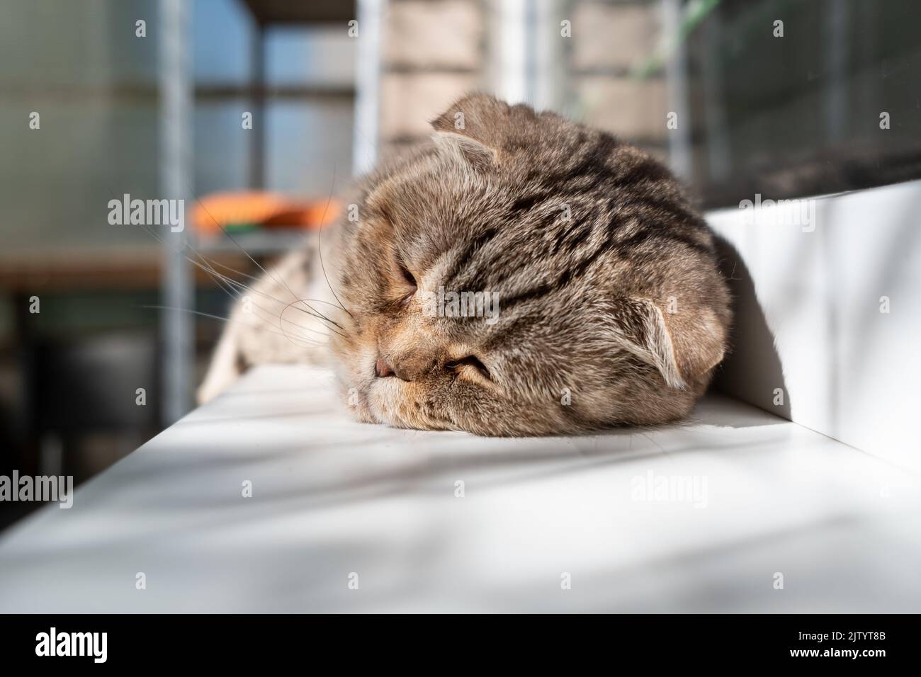 Cat, Scottish Fold, is in a depressed mood, she lies on the windowsill ...