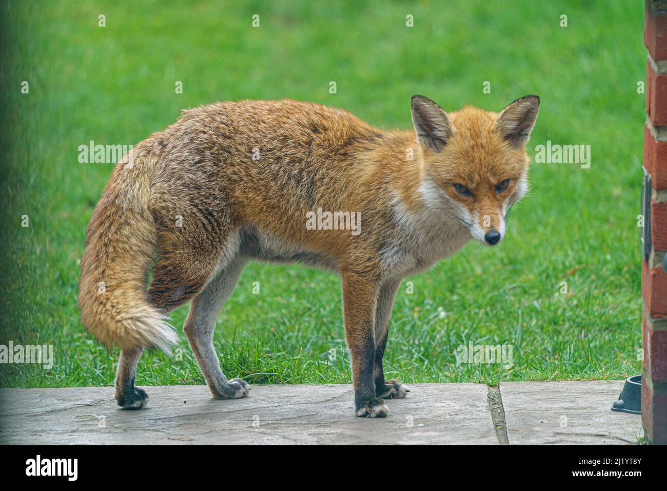 vixen summer healthy fox urban Stock Photo - Alamy