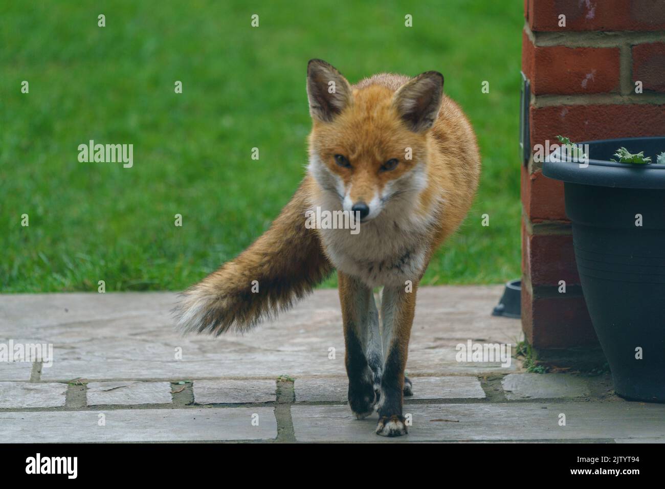 vixen summer healthy fox urban Stock Photo - Alamy