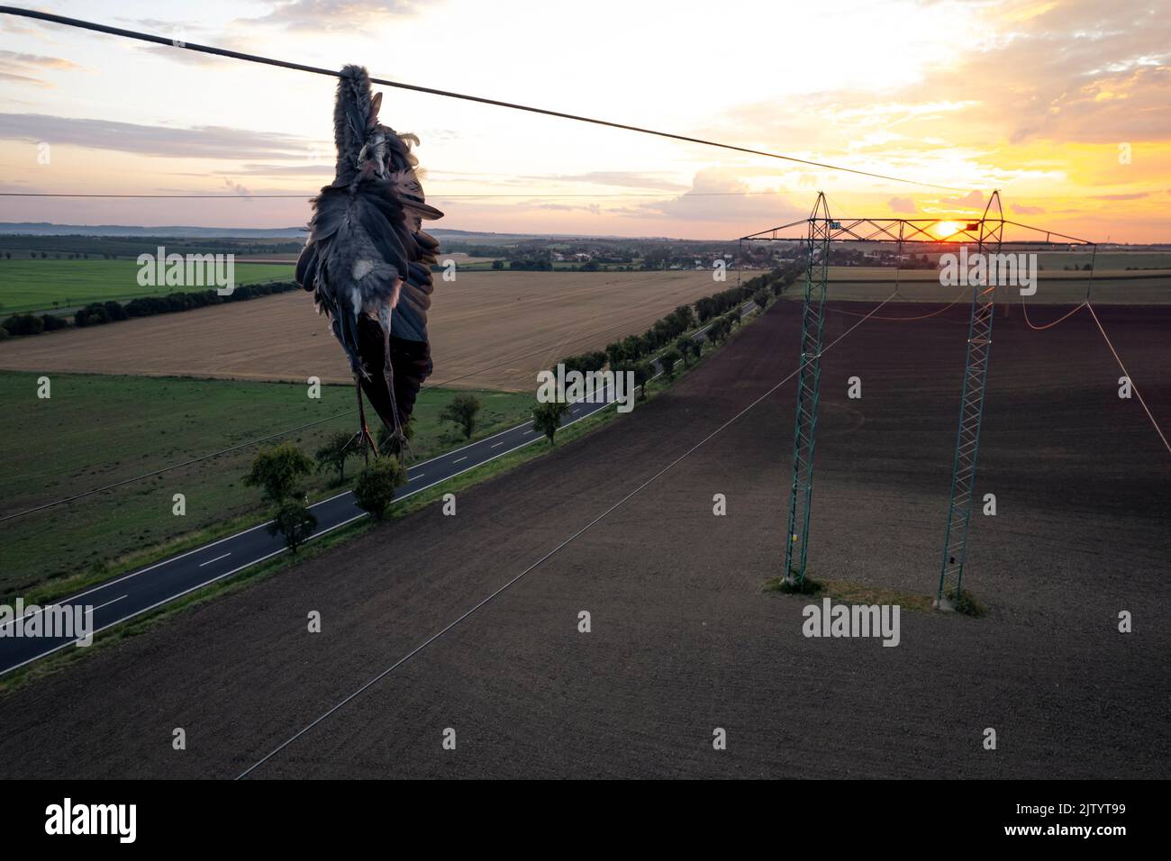 Closeup dead egret bird grey heron (Ardea cinerea) after collision with ...