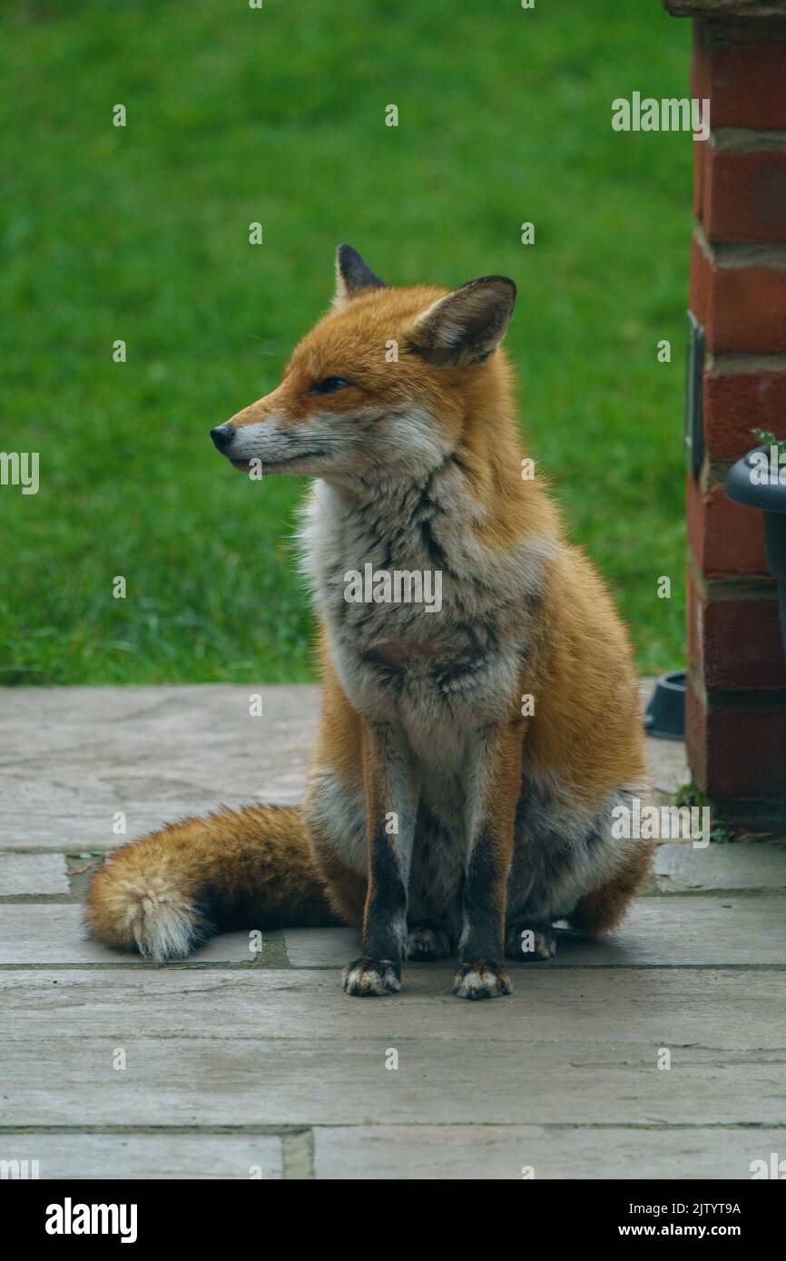 vixen summer healthy fox urban Stock Photo - Alamy