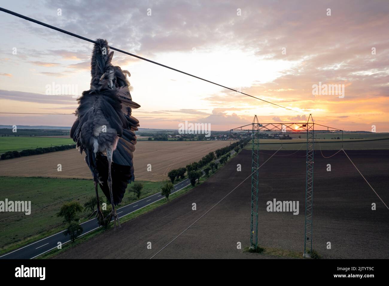 Closeup dead egret bird grey heron (Ardea cinerea) after collision with ...