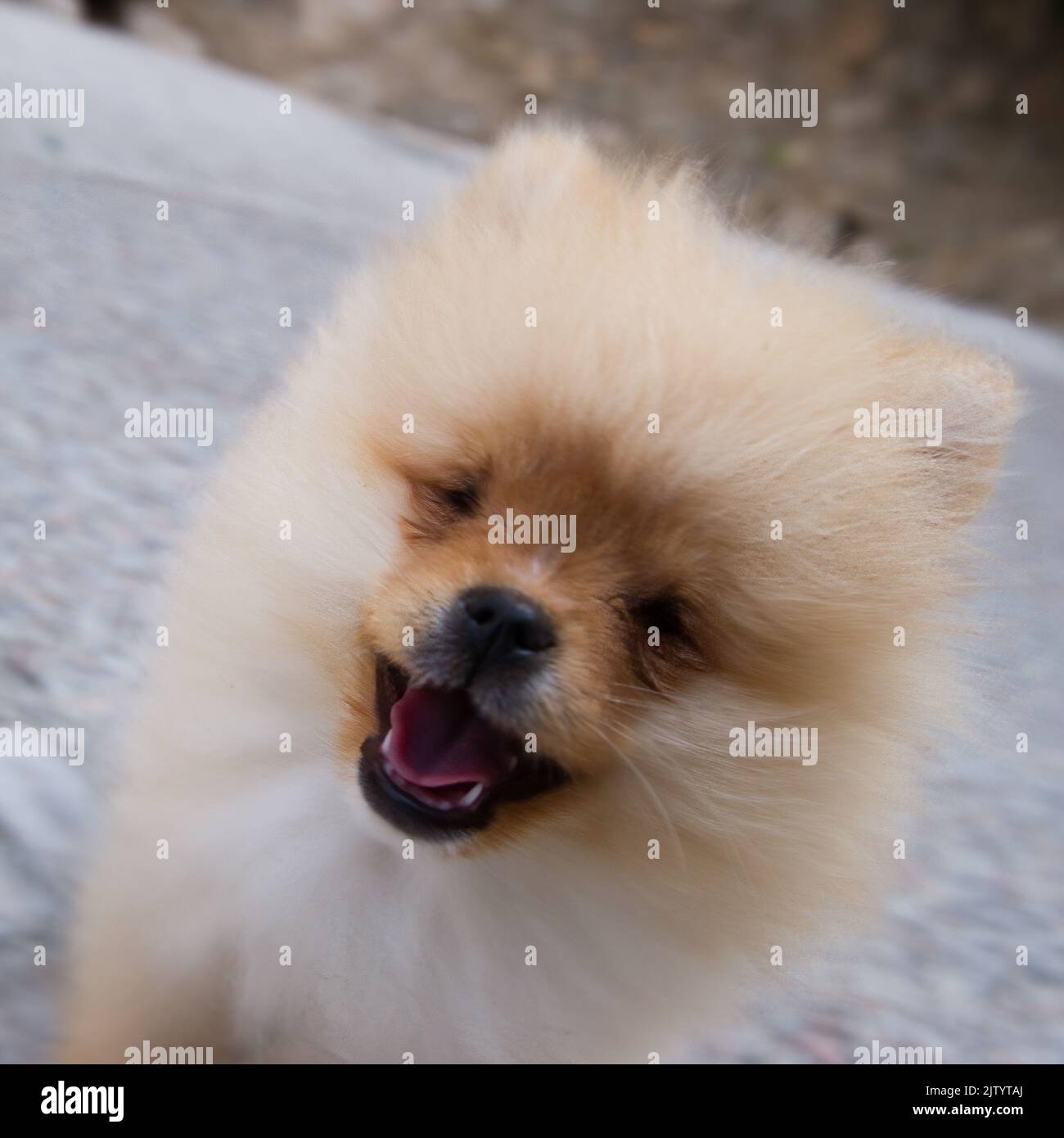 Cute Pomeranian dog in a street Stock Photo - Alamy
