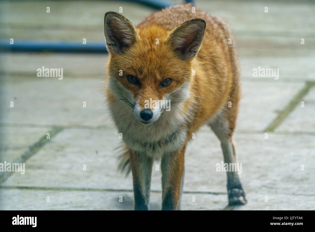 vixen summer healthy fox urban Stock Photo - Alamy