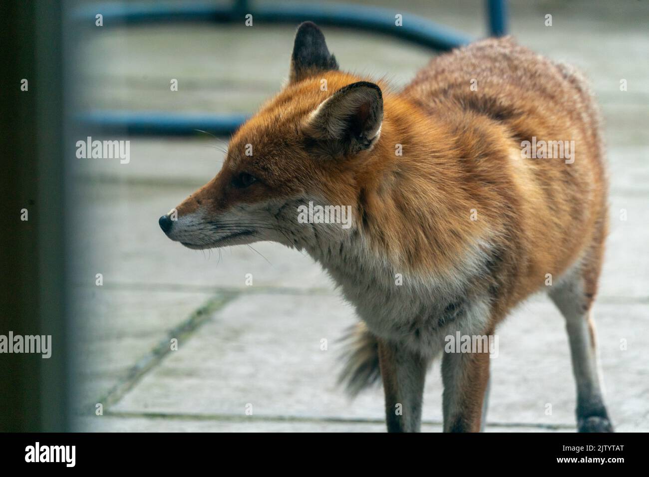vixen summer healthy fox urban Stock Photo - Alamy