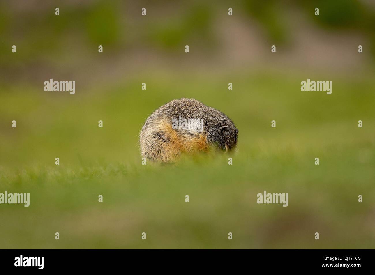 Curled up squirrel hi-res stock photography and images - Alamy